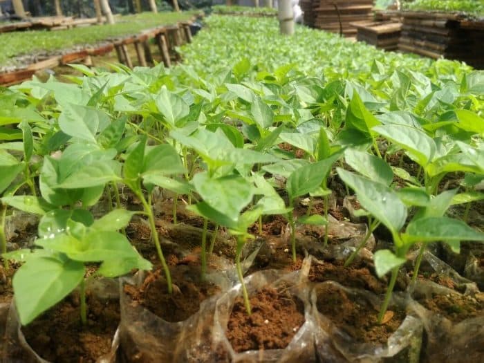 7 Cara Menanam Cabe Lengkap Dengan Gambar Dan Deskripsi
