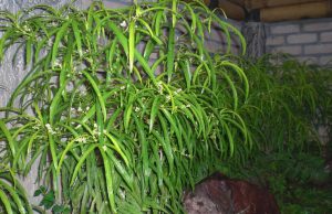 Tanaman Zodia : Taksonomi, Ciri, kandungan Zat (Lengkap)