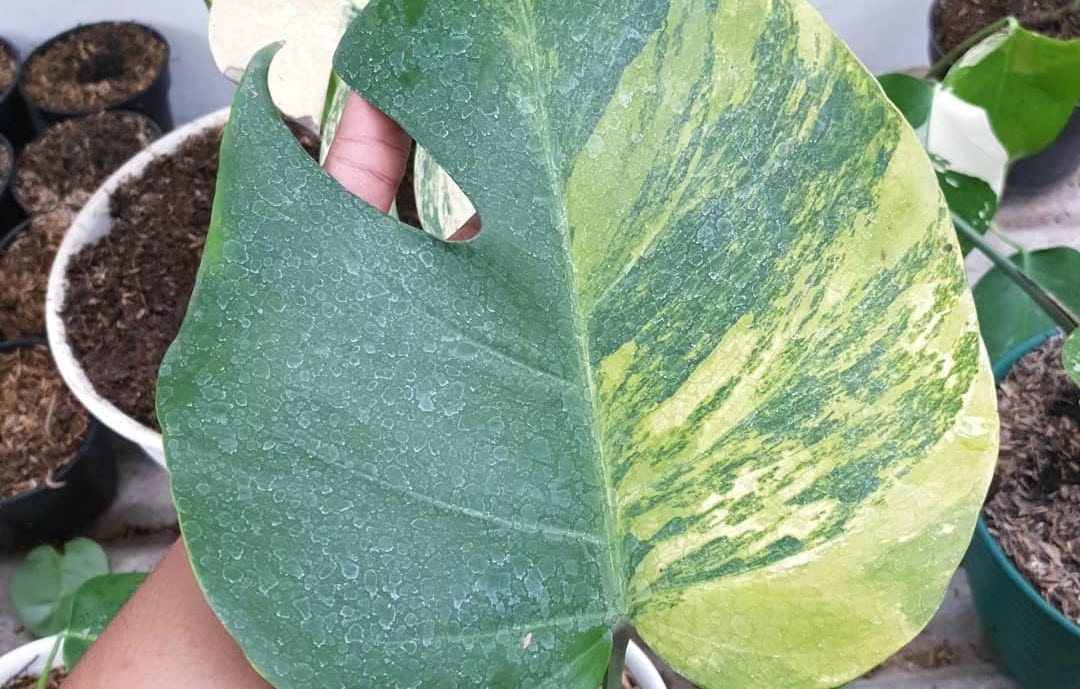 12 Tanaman Hias Variegata (yang Menguntungkan Puluhan Juta)