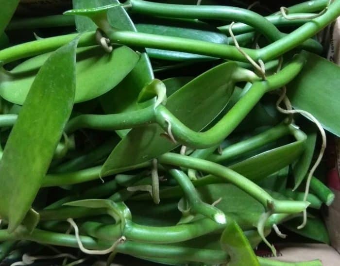 5 Tanaman Vanili (Jenis-jenis, morfologi, kandungan, dan manfaat)