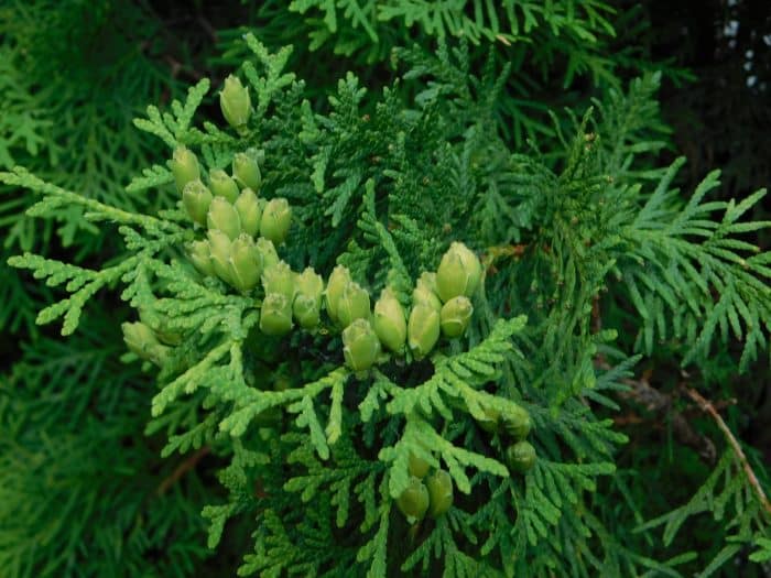 34 Tanaman untuk Pagar Yang Keren Bernilai jual tinggi