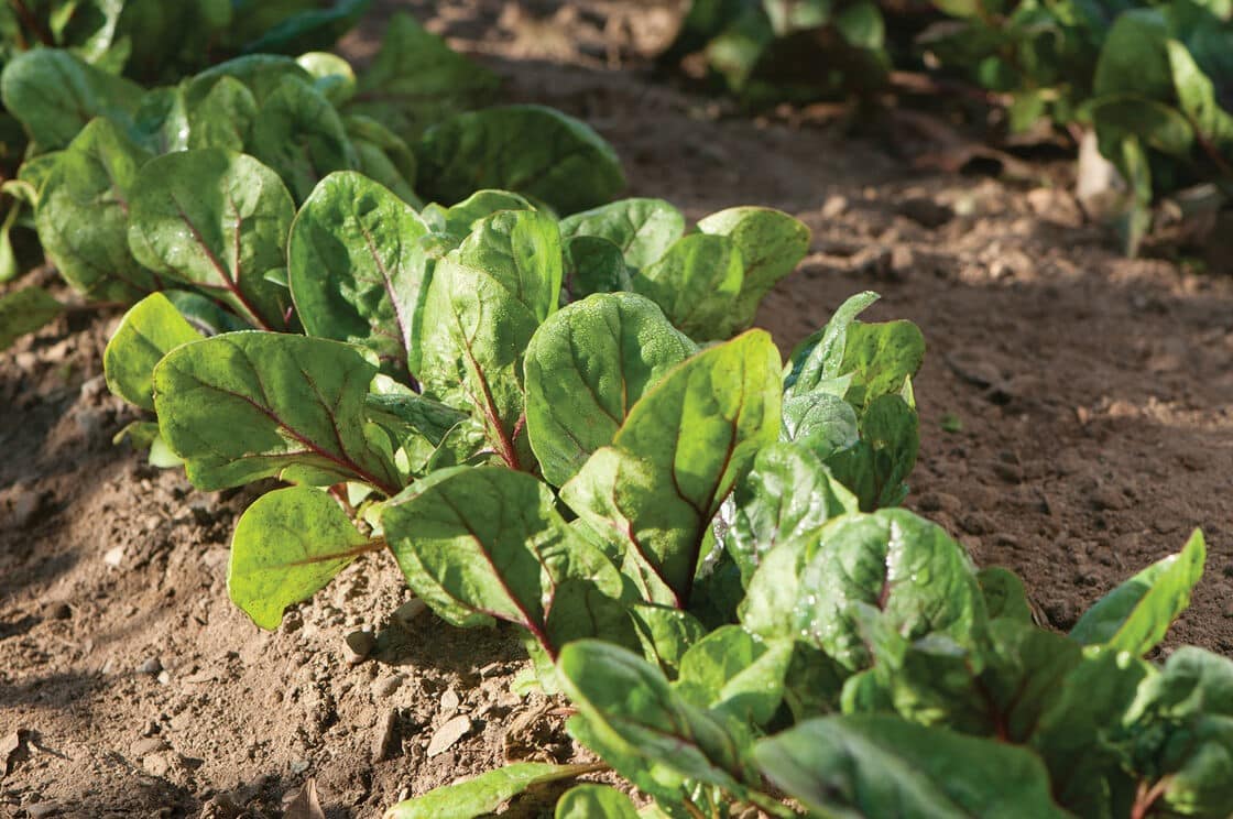 10 Cara Menanam Bayam (Lengkap beserta gambar dan deskripsi)