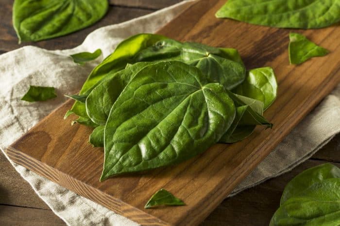 6 Tanaman Rambat (Jenis, ciri-ciri, manfaat, dan cara menanam)