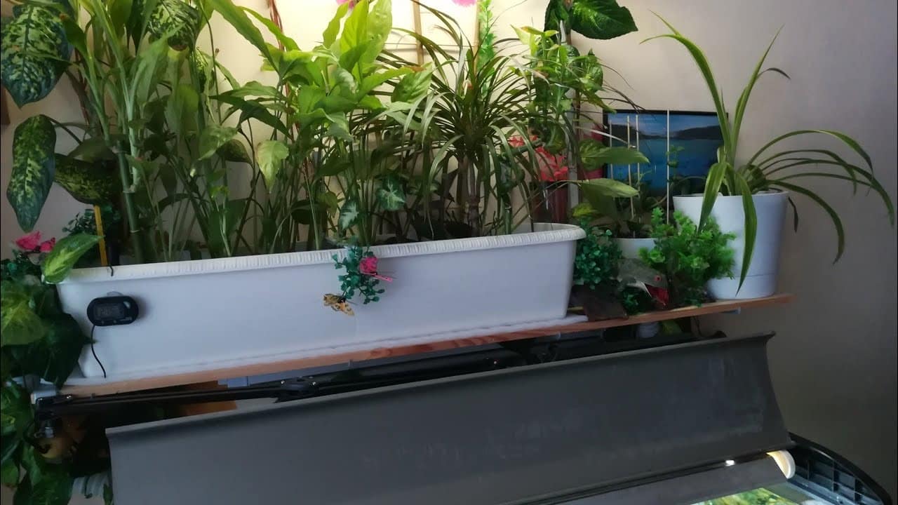 7 Tanaman Genjer (Ciri-ciri dan manfaat)