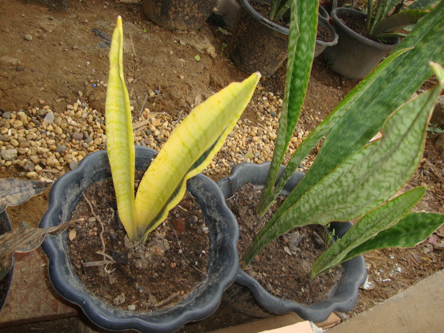 6 Tanaman Lidah Mertua