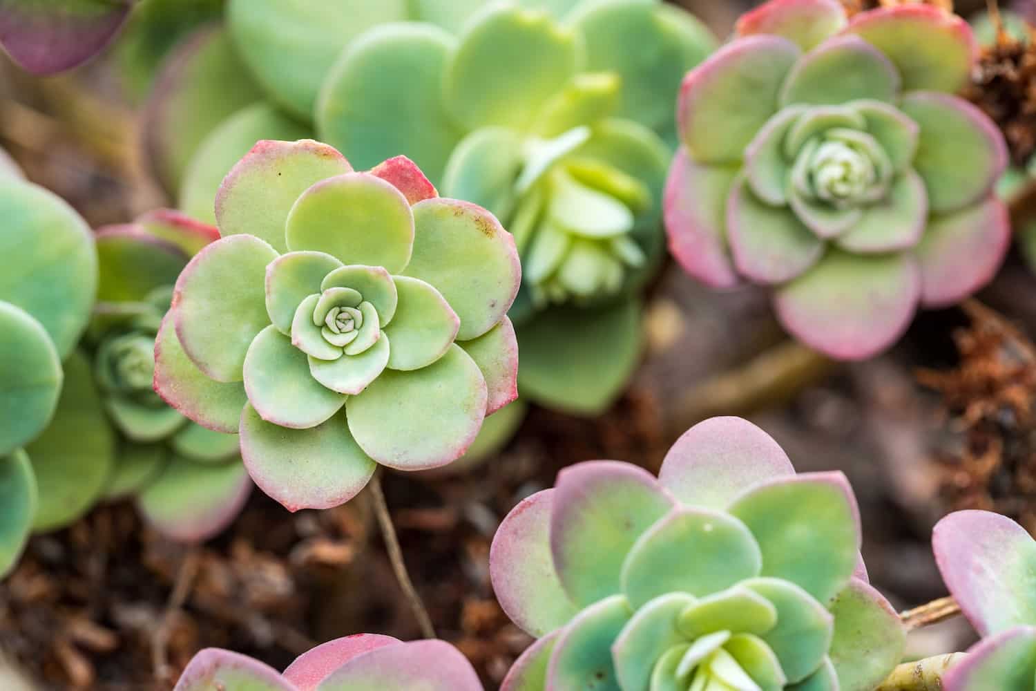 15+ Tanaman Sukulen : Perbedaan, Ciri, Habitat, Jenis (Super Lengkap)