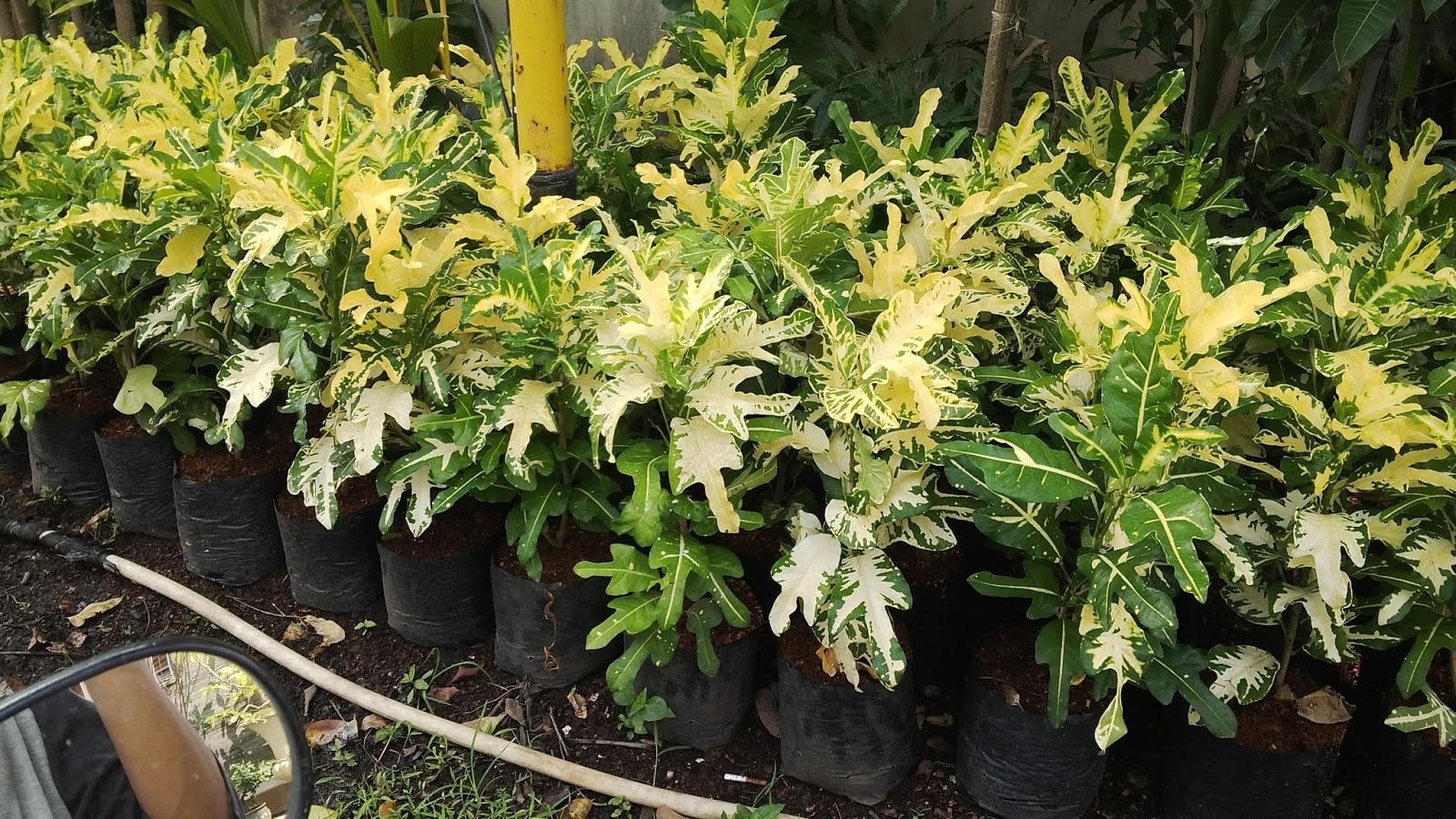 4 Tanaman Puring (Pengertian, jenis, keunggulan, dan kelebihan)