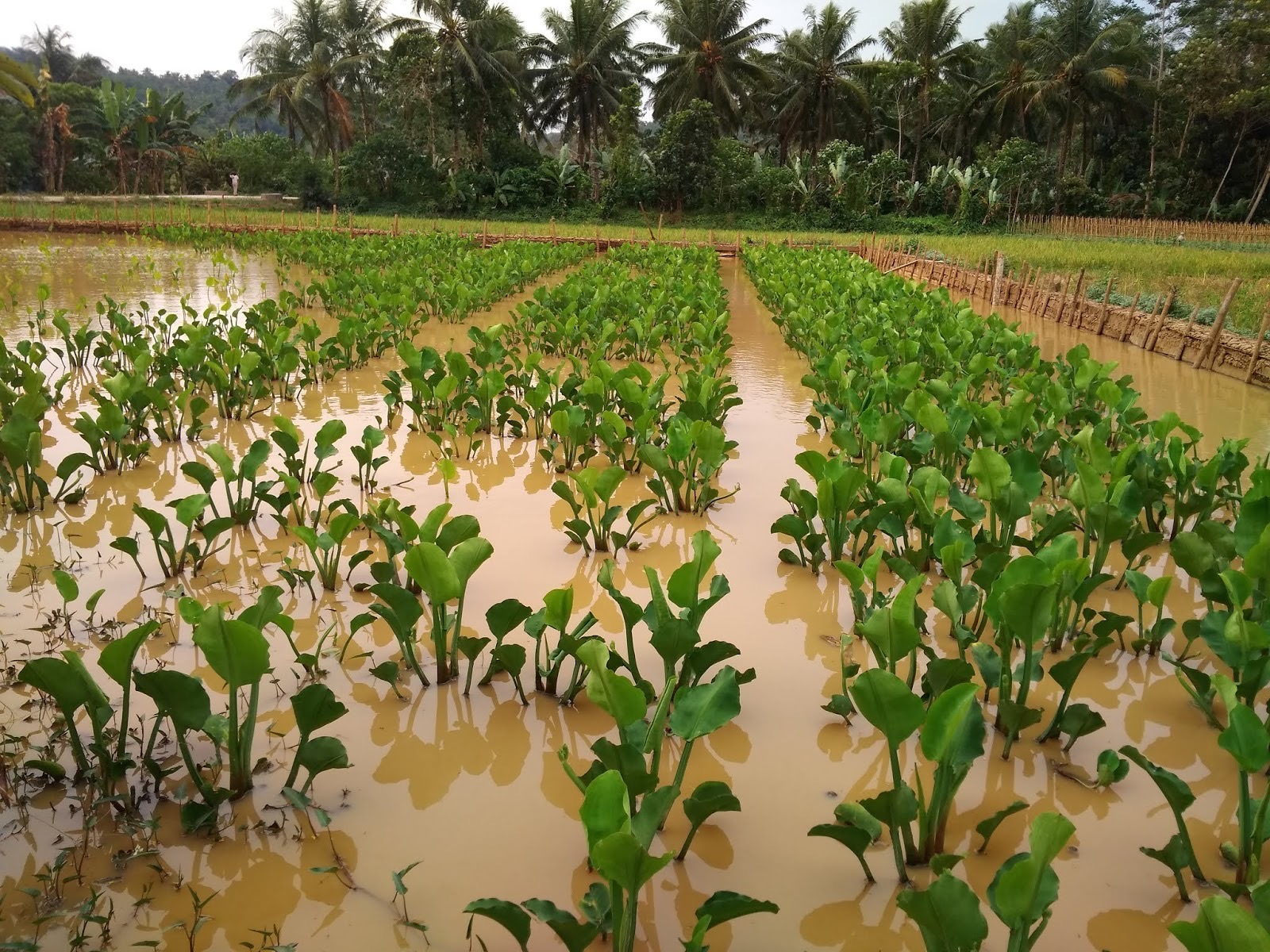 7 Tanaman Genjer (Ciri-ciri dan manfaat)