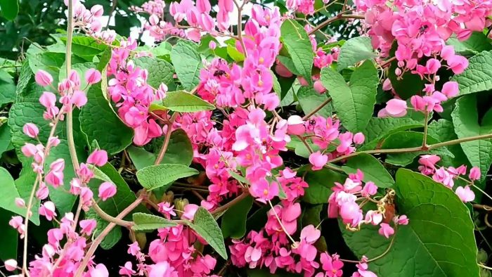 5 Tanaman Merambat (Lengkap dengan manfaat, cara menanam)