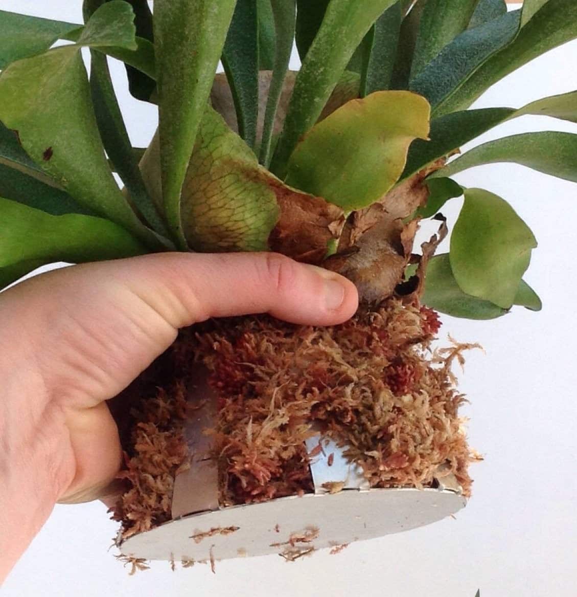 5 Tanaman Tanduk Rusa (Lengkap dengan jenis-jenis tanaman)