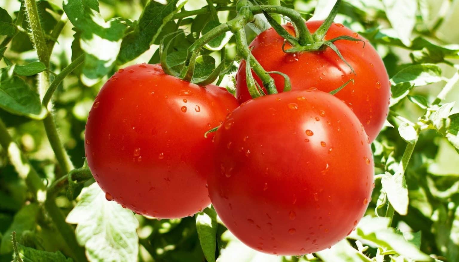 31+ Tanaman Transgenik :Sejarah, Kelebihan, Kekurangan, Contoh dan Cara ...