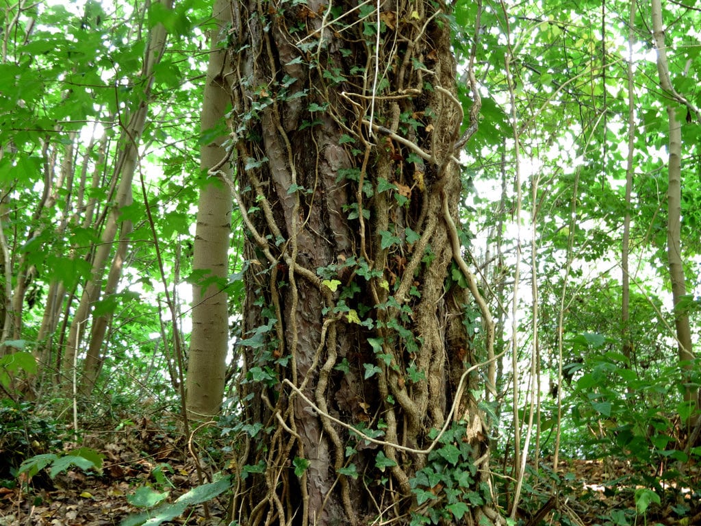 6 Tanaman Rambat (Jenis, ciri-ciri, manfaat, dan cara menanam)