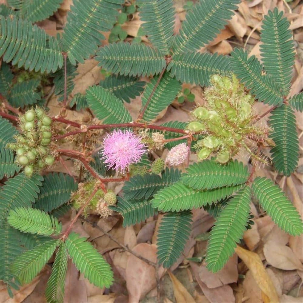 6 Tanaman Rambat (Jenis, ciri-ciri, manfaat, dan cara menanam)