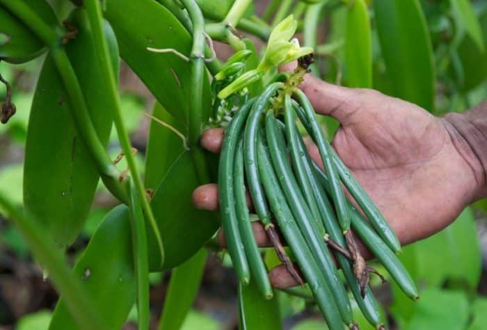 5 Tanaman Vanili (Jenis-jenis, morfologi, kandungan, dan manfaat)
