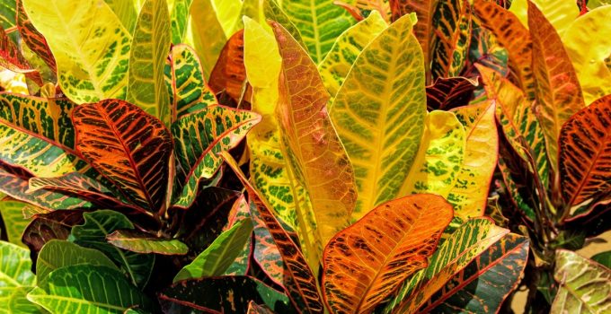 4 Tanaman Puring (Pengertian, jenis, keunggulan, dan kelebihan)