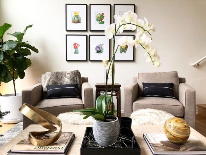 4+ Tanaman Hias Meja (Lengkap dengan cara merawat)