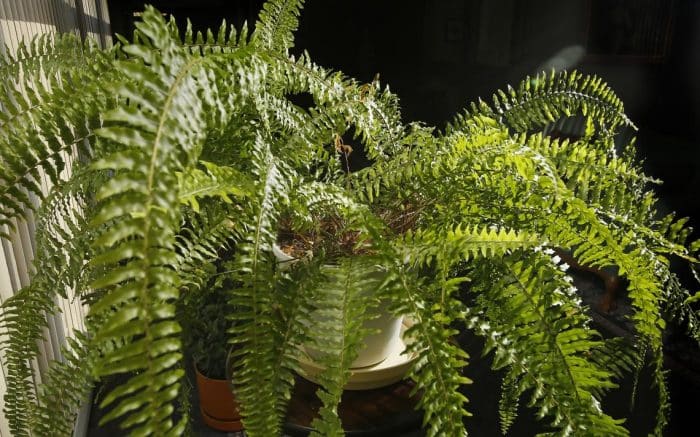 4+ Tanaman Hias Indoor (Lengkap dengan pemilhan dan perawatan)