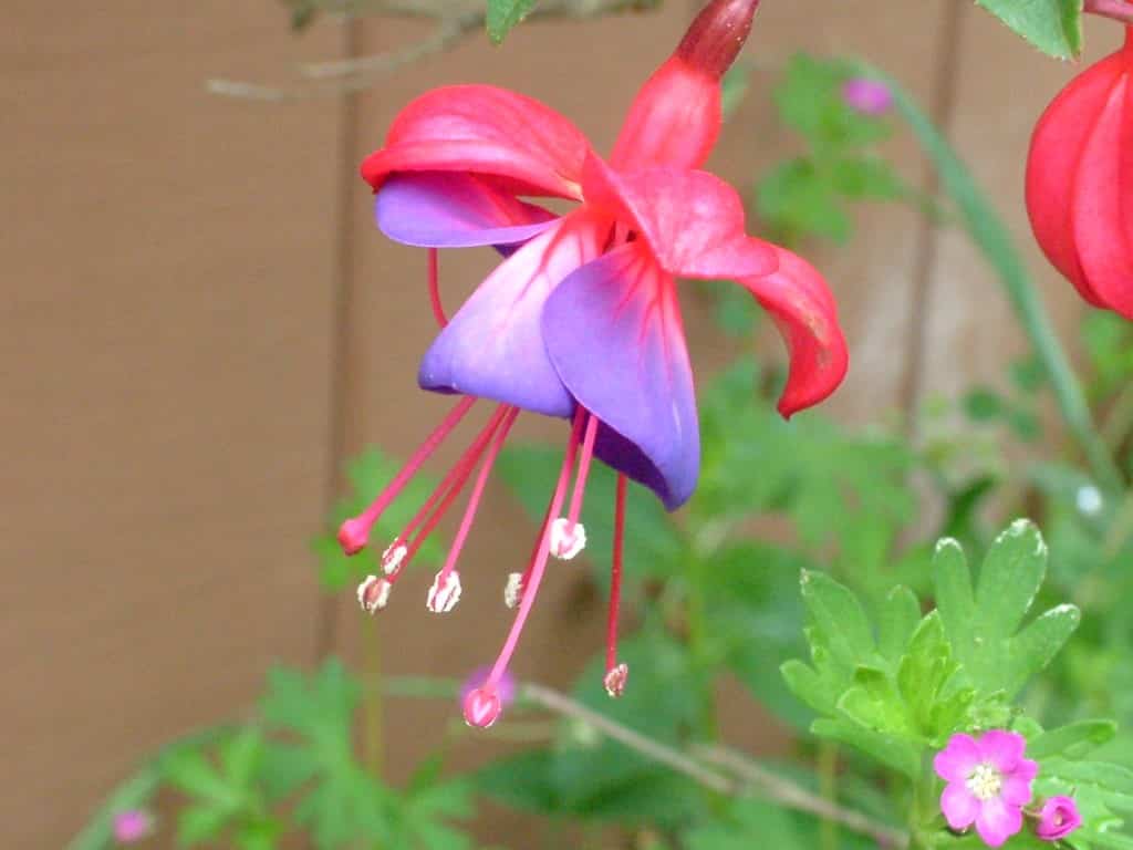 Tanaman Hias Bunga Fuchsia Yang Raup Ratusan Juta Rupiah