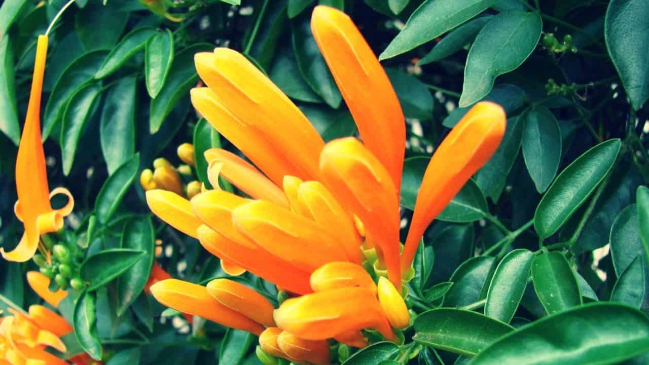 5 Tanaman Hias Outdoor (Lengkap dengan manfaatnya)