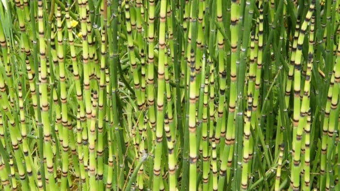 23 Jenis Tanaman yang Hidup di Air Raup Untung Pulluhan Juta