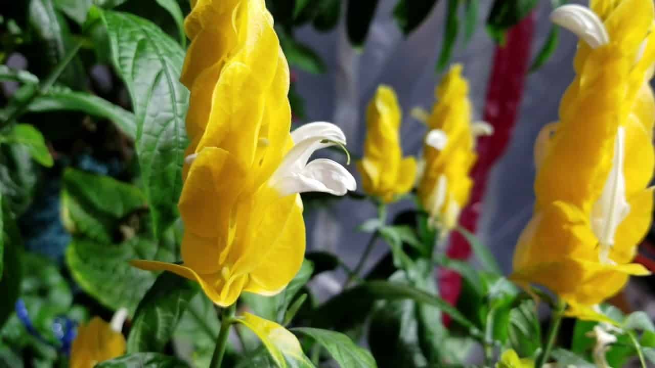 5 Tanaman Hias Murah (Lengkap dengan gambar dan deskripsi)