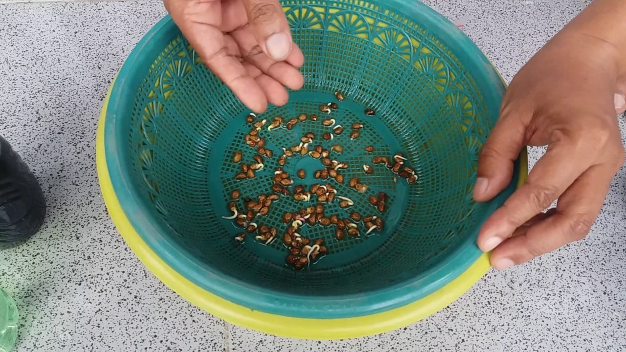 7+ Cara Menanam Kangkung (Lengkap dengan deskripsi dan gambar)