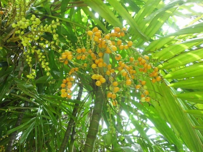 9+ Tanaman Hias Malang (beserta gambar dan deskripsi)