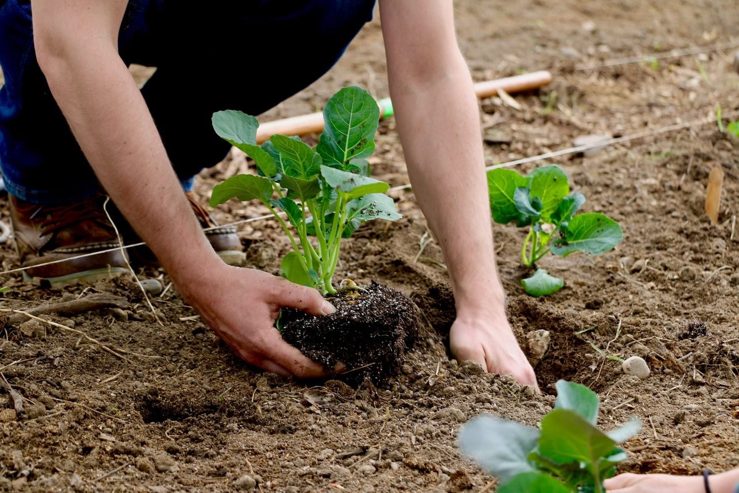 6 Cara Menanam Ubi Cilembu (Lengkap dengan cara merawat)