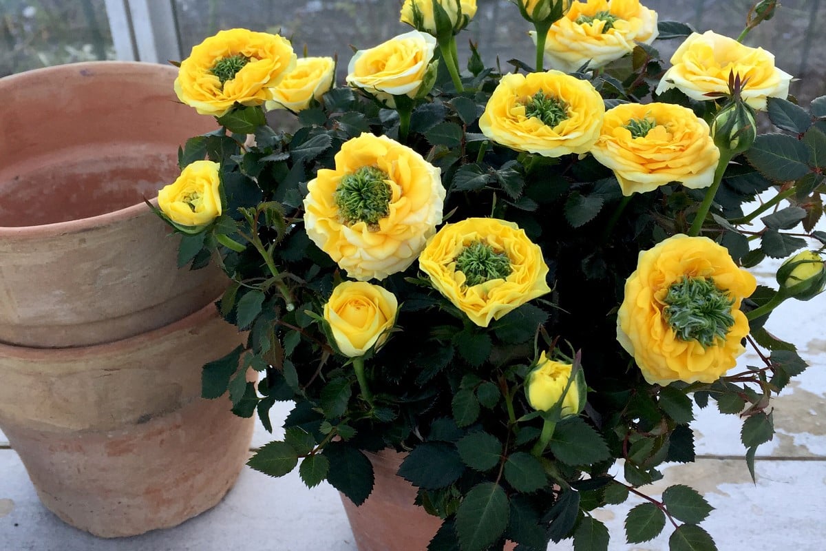 8 Cara Menanam Mawar (Lengkap beserta gambar dengan deskripsi)