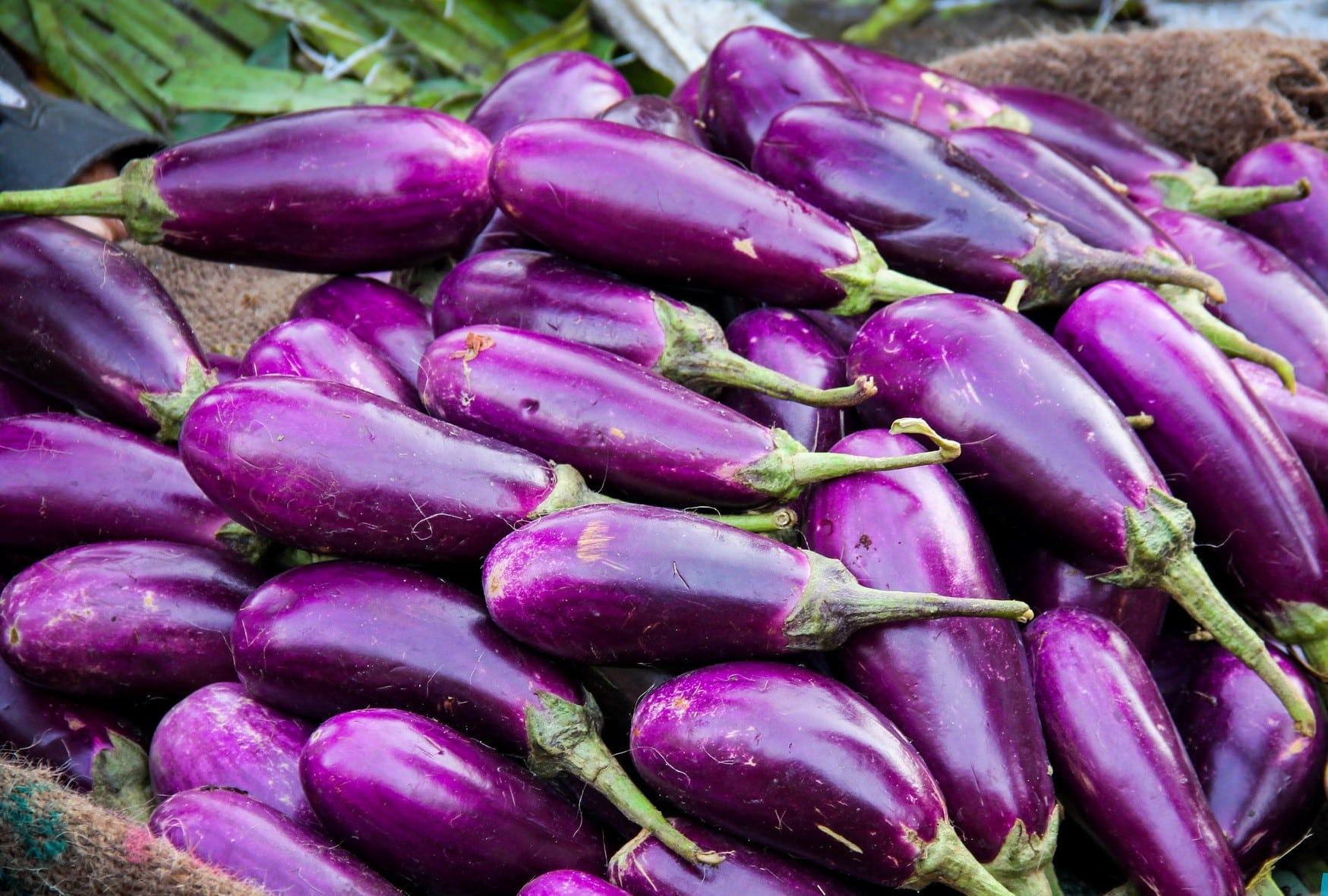 8 Cara Menanam Terong (Lengkap dengan gambar dan deskripsi)