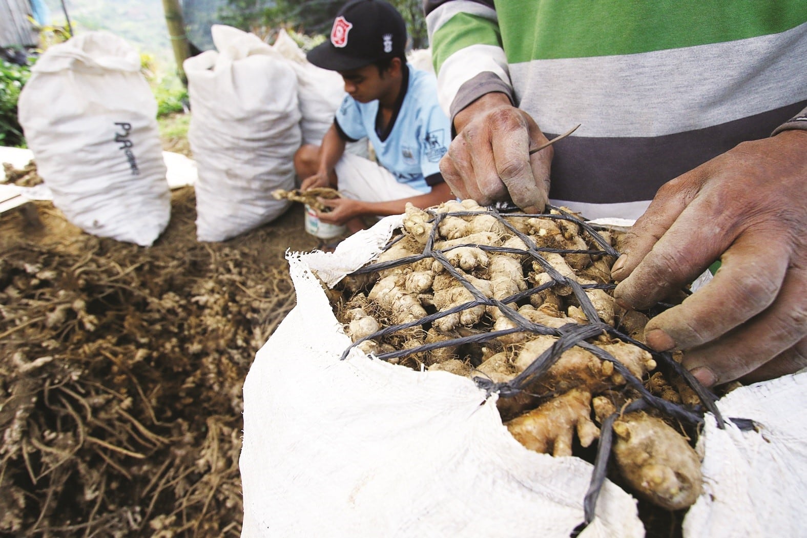 13+ Cara Menanam Jahe (Lengkap beserta gambar dengan deskripsi)