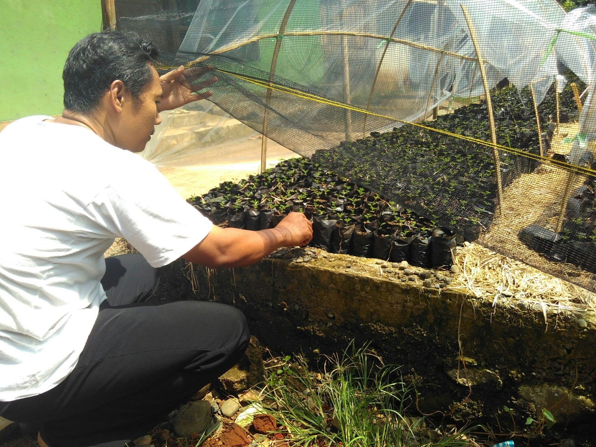 13+ Cara Menanam Jahe (Lengkap beserta gambar dengan deskripsi)