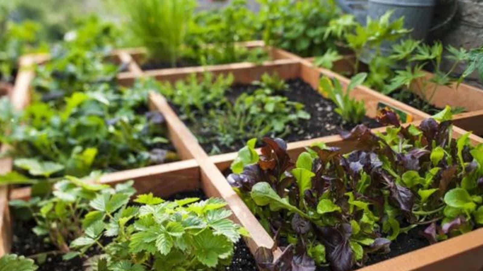 7+ Cara Menanam Sayuran (Lengkap dengan deskripsi dan gambar)