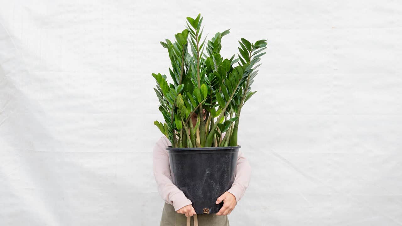 6 Tanaman Hias Zamia (Lengkap dengan jenis, dan cara menanam)