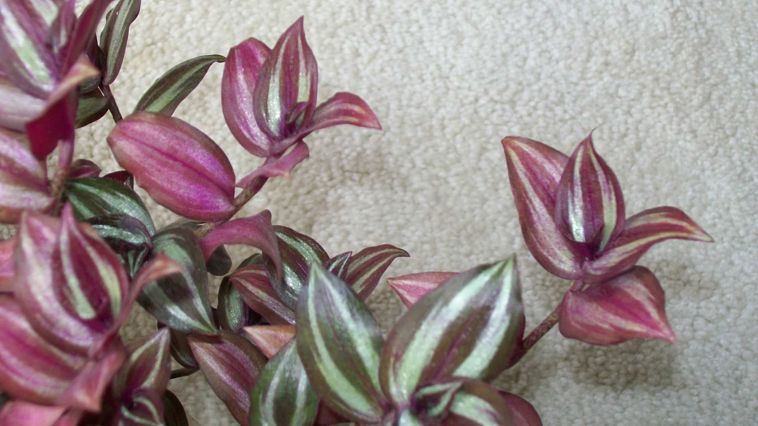 Zebrina Pendula - Thegorbalsla