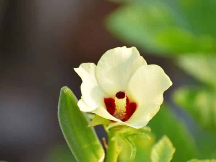 6 Tanaman Okra (Karateristik, cara budidaya, dan cara pengolahan)