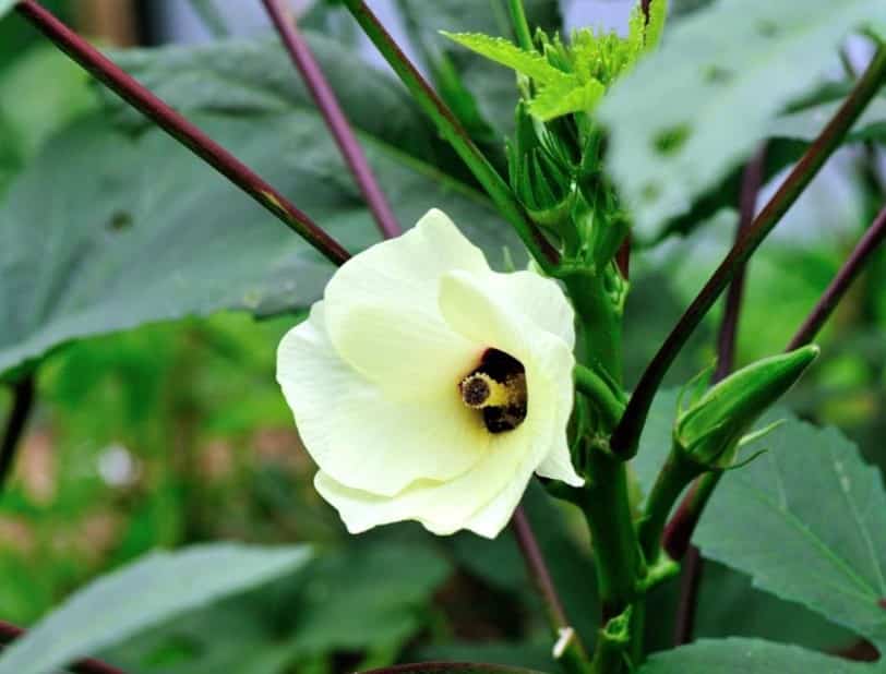 6 Tanaman Okra (Karateristik, cara budidaya, dan cara pengolahan)