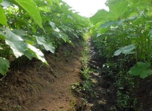 6 Tanaman Okra (Karateristik, cara budidaya, dan cara pengolahan)