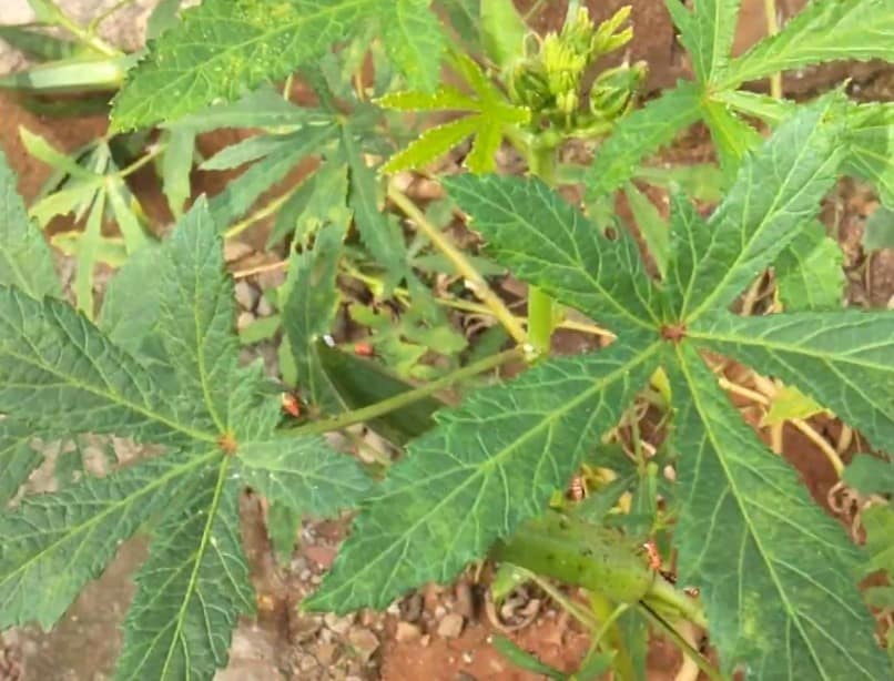 6 Tanaman Okra (Karateristik, cara budidaya, dan cara pengolahan)