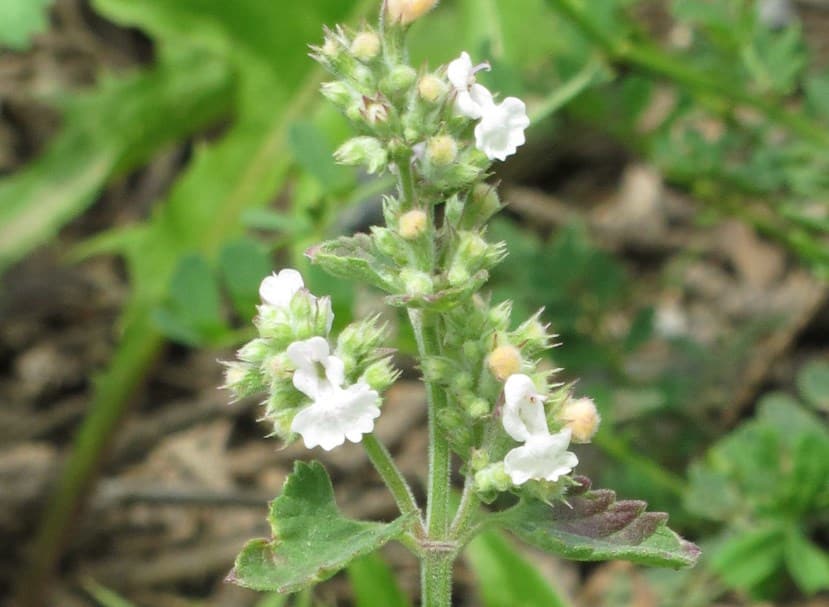 Tumbuhan Catnip - Perumperindo.co.id