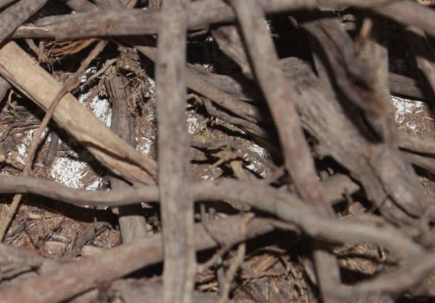 31 Tanaman Obat Keluarga (TOGA) Jika Panen Bisa Puluhan Juta