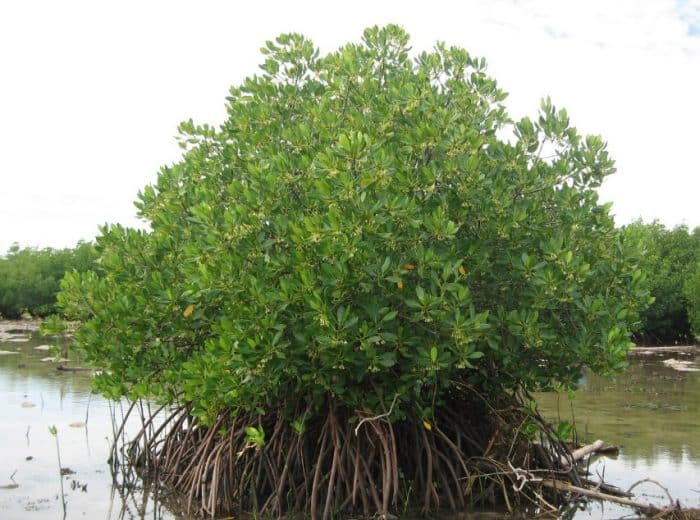 23 Jenis Tanaman yang Hidup di Air Raup Untung Pulluhan Juta