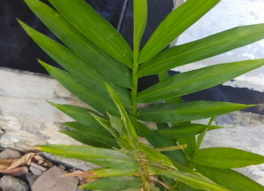 31 Tanaman Obat Keluarga (TOGA) Jika Panen Bisa Puluhan Juta