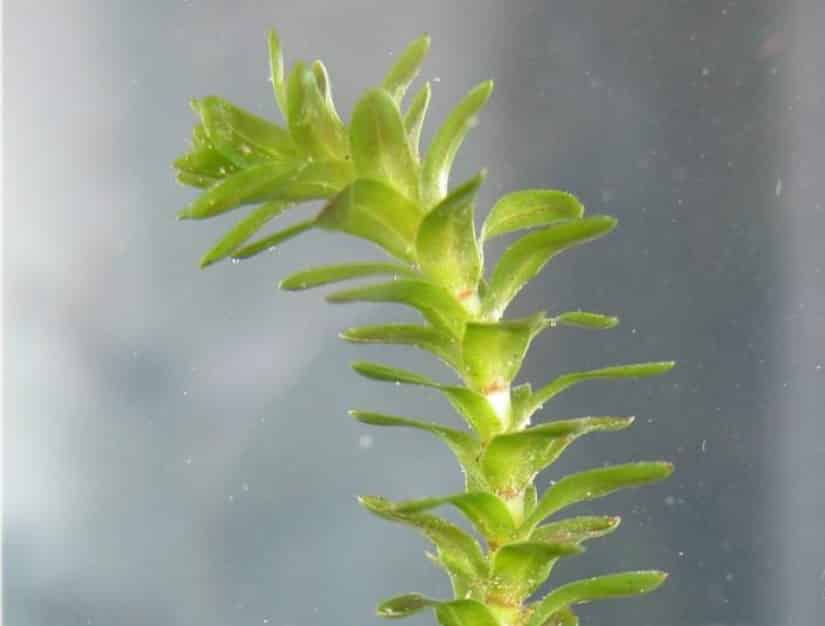 23 Jenis Tanaman yang Hidup di Air Raup Untung Pulluhan Juta