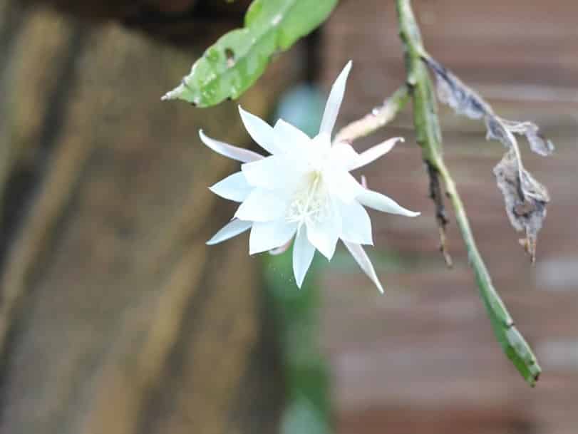 Bunga Wijaya Kusuma Yang Harganya Bagus Dan Jika Panen Ratusan Juta