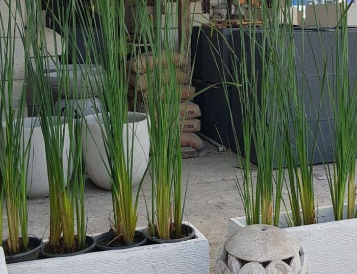 23 Jenis Tanaman yang Hidup di Air Raup Untung Pulluhan Juta